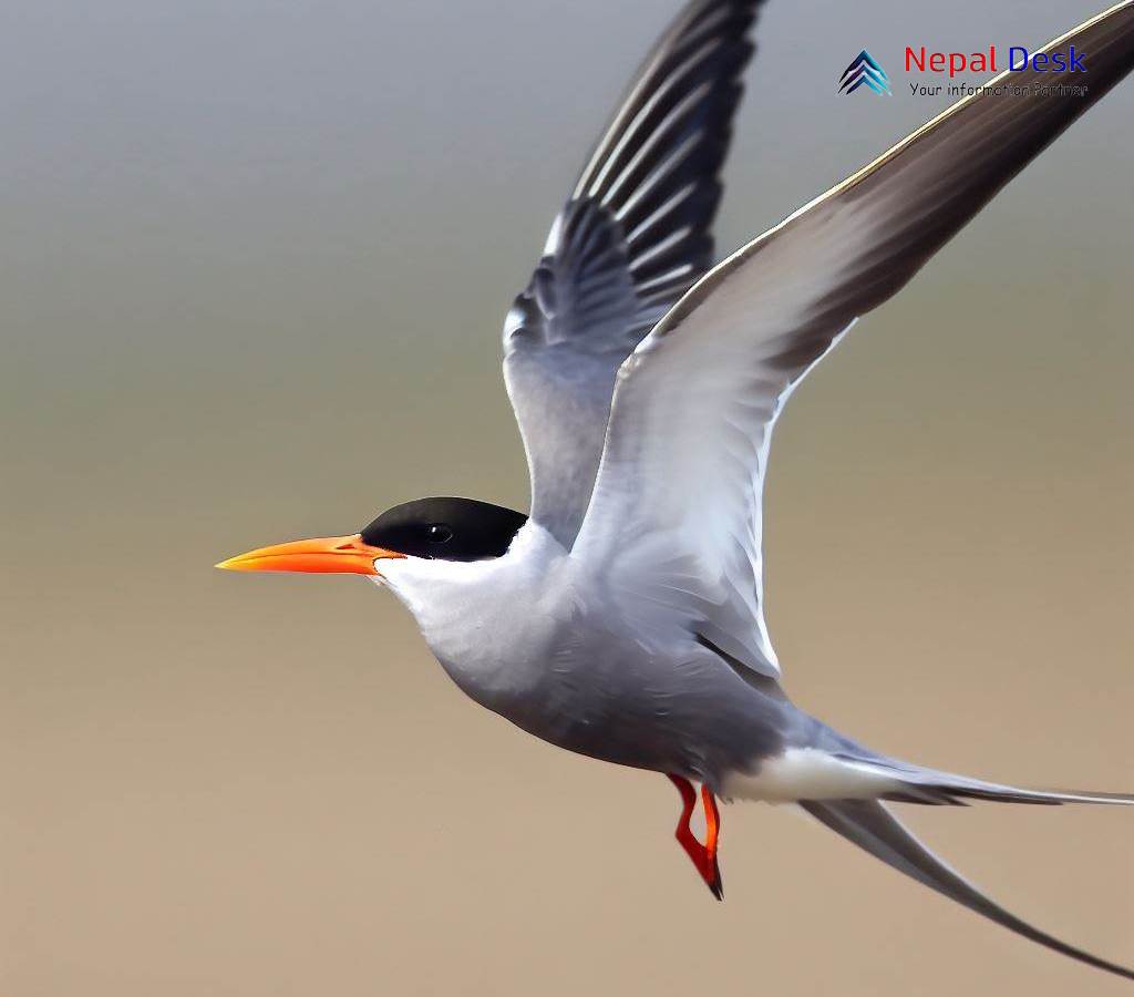 Black-bellied Tern | Nepal Desk